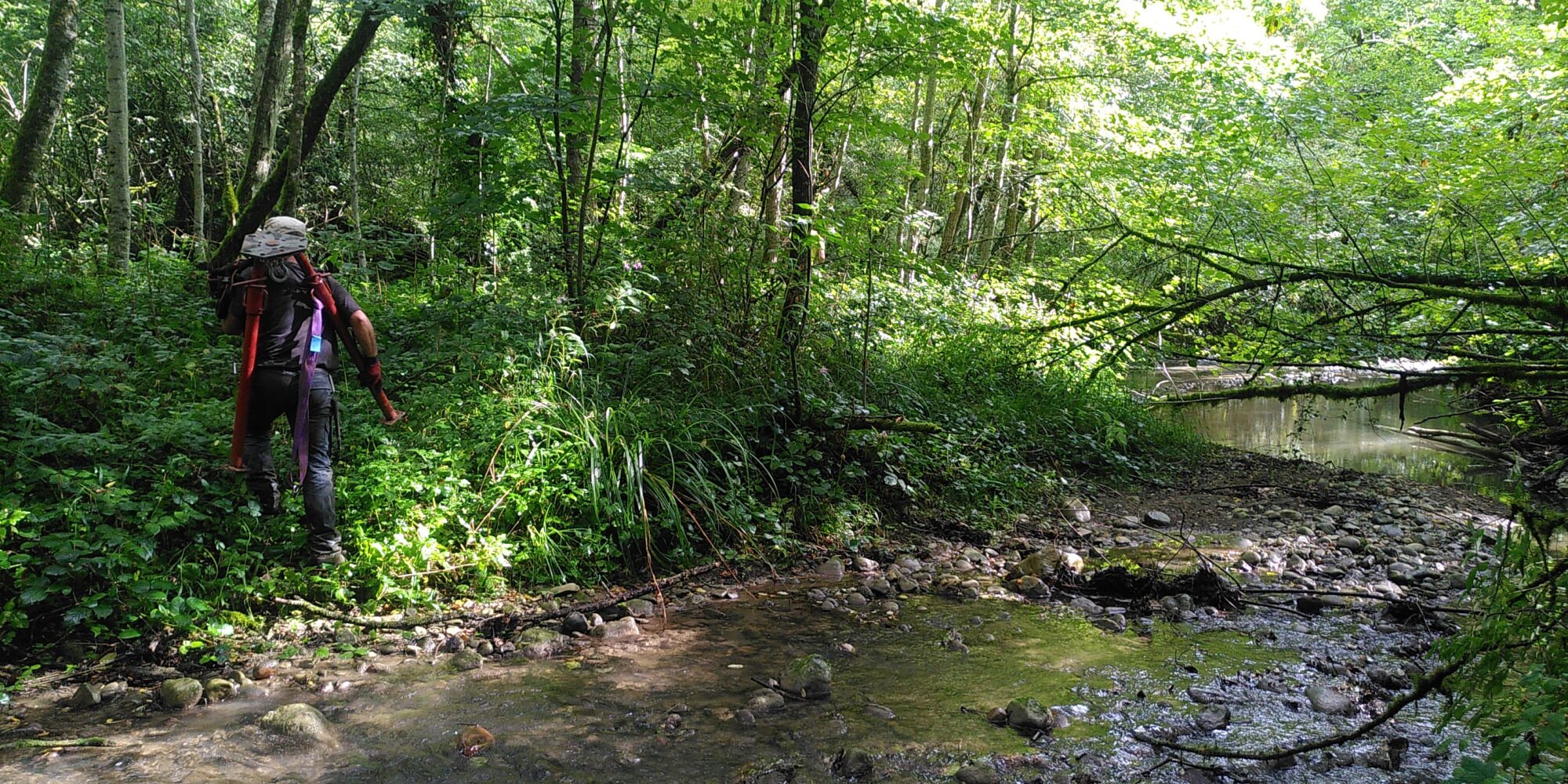 Travaux de lutte contre des plantes exotiques envahissantes sur le ...